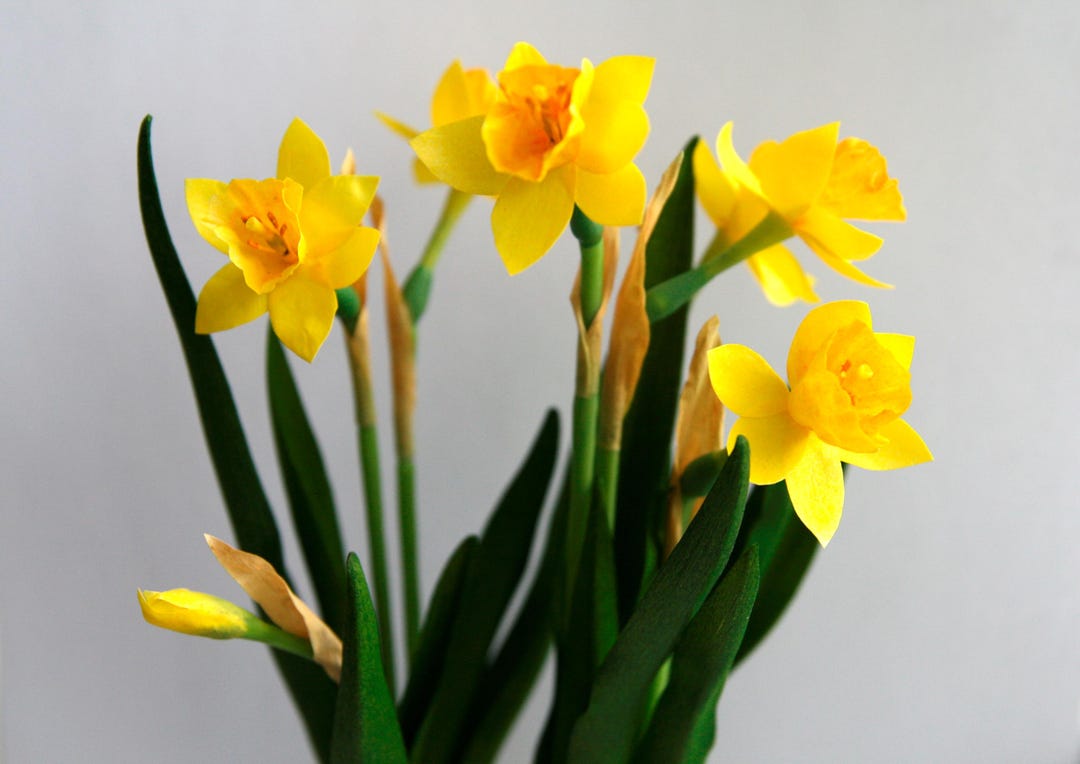 Yellow Mini Daffodils in Pot, Cold Porcelain Narcissus Flowers, Polymer ...