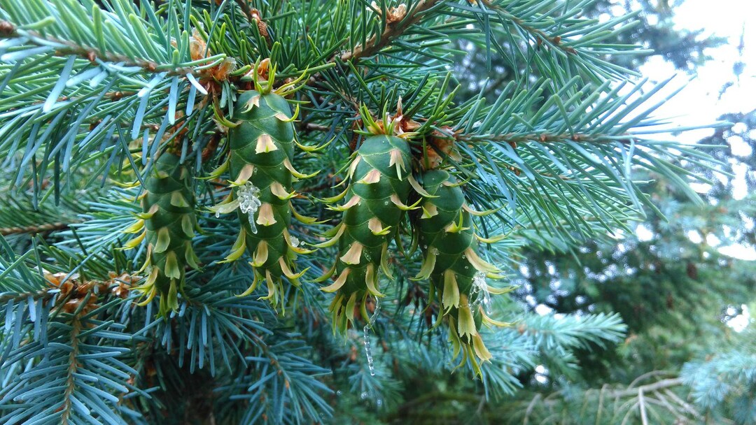 Blue Douglas Fir Tree Seeds (pseudotsuga Menziesii Glauca) FRESH SEEDS ...