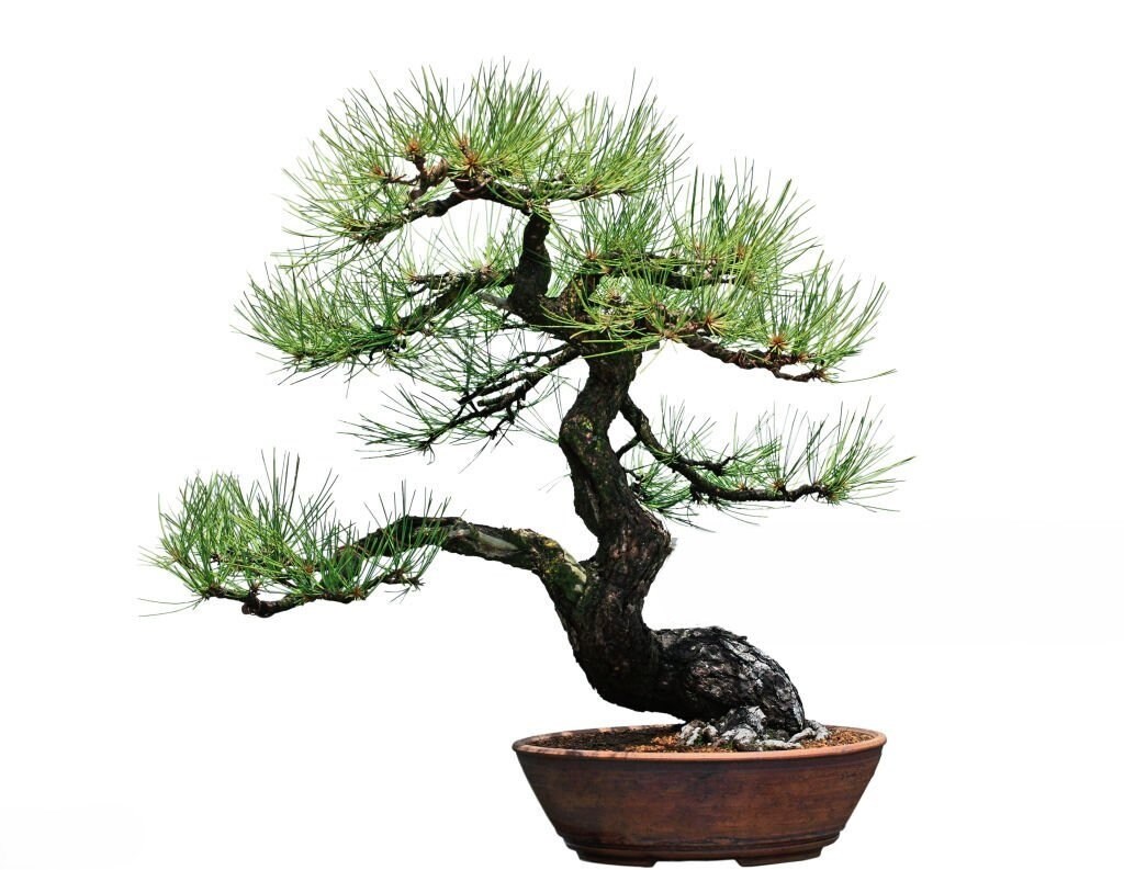 10 Ponderosa Pine BONSAI SEEDS (pinus Ponderosa) Conifer Tree Seeds - Etsy