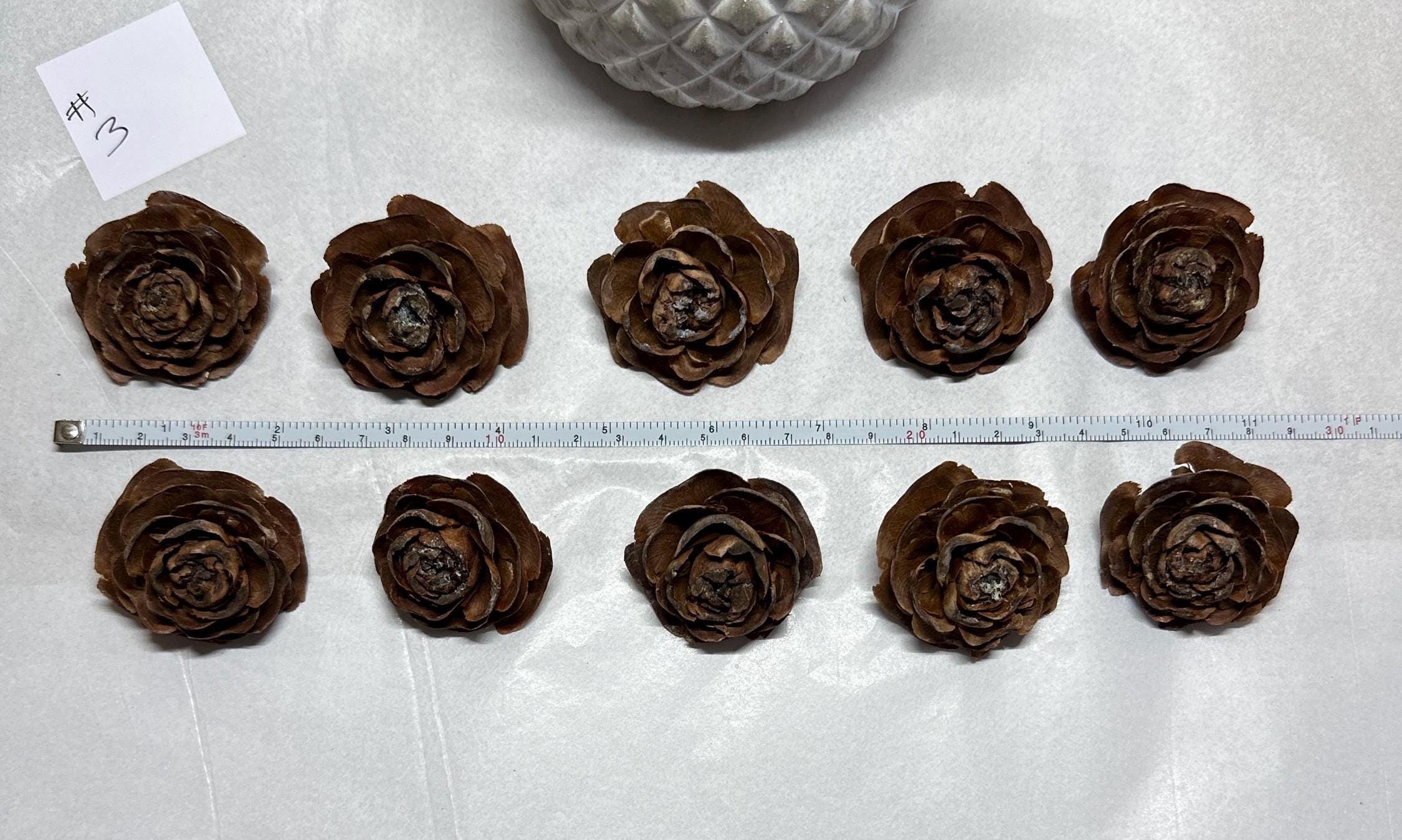 Cedar Roses, 10 Count, Deodar Cedar Tree Cones for Wreaths Crafts ...