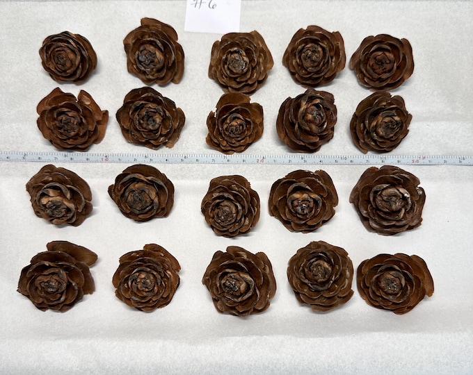 Cedar Roses, 20 Count, Deodar Cedar Tree Cones for Wreaths Crafts ...