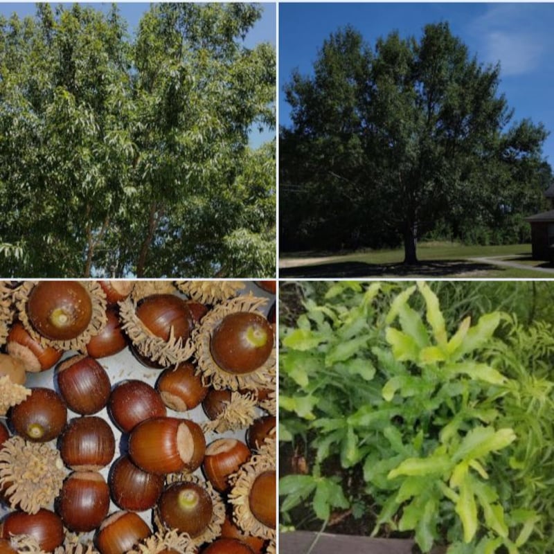 Plant Acorn Will It Grow - Etsy