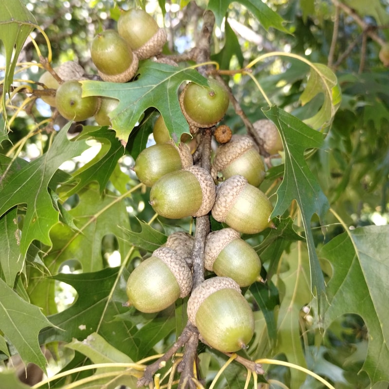 Acorn Plant Grow a Garden - Etsy