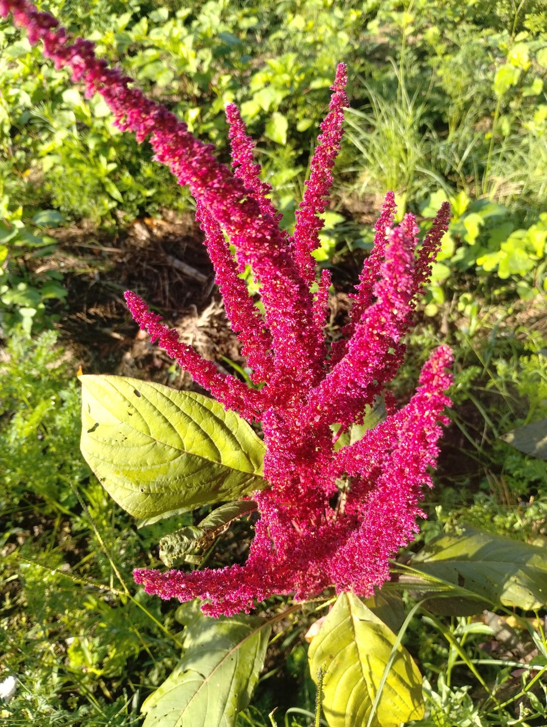 Red Army Amaranth Seed - 1/4 Oz / 5,000 Seeds - From Organic Seed ...