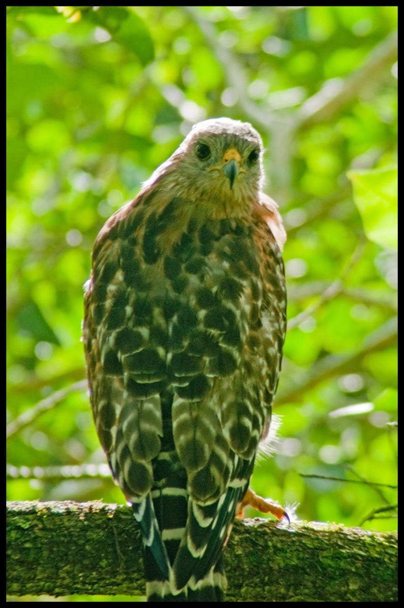Red Shoulder Hawk Turning His Head Completely Around. - Etsy