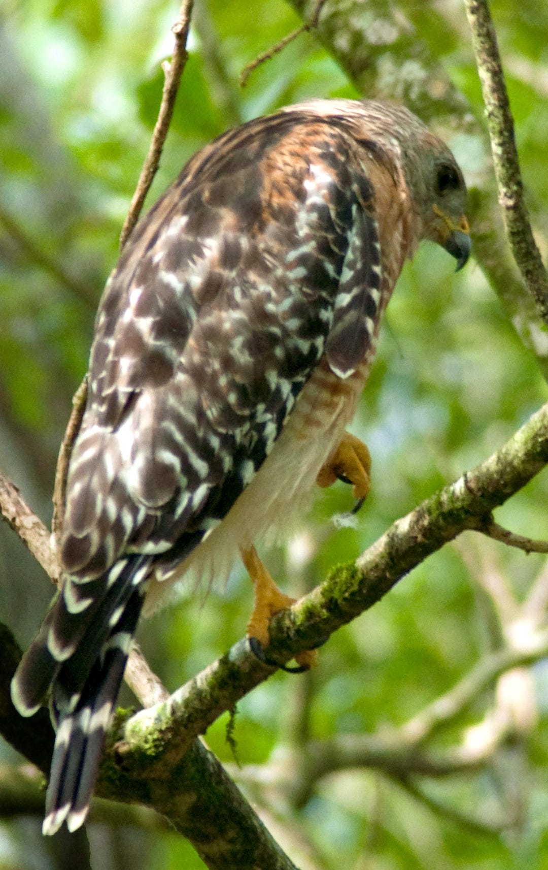 Red Shoulder Hawk Ready to Pounce on Prey - Etsy
