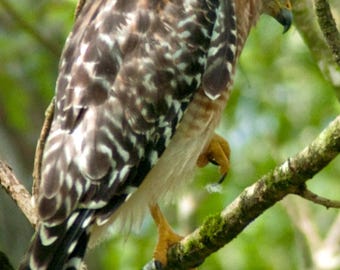 Red Shoulder Hawk Turning His Head Completely Around. - Etsy