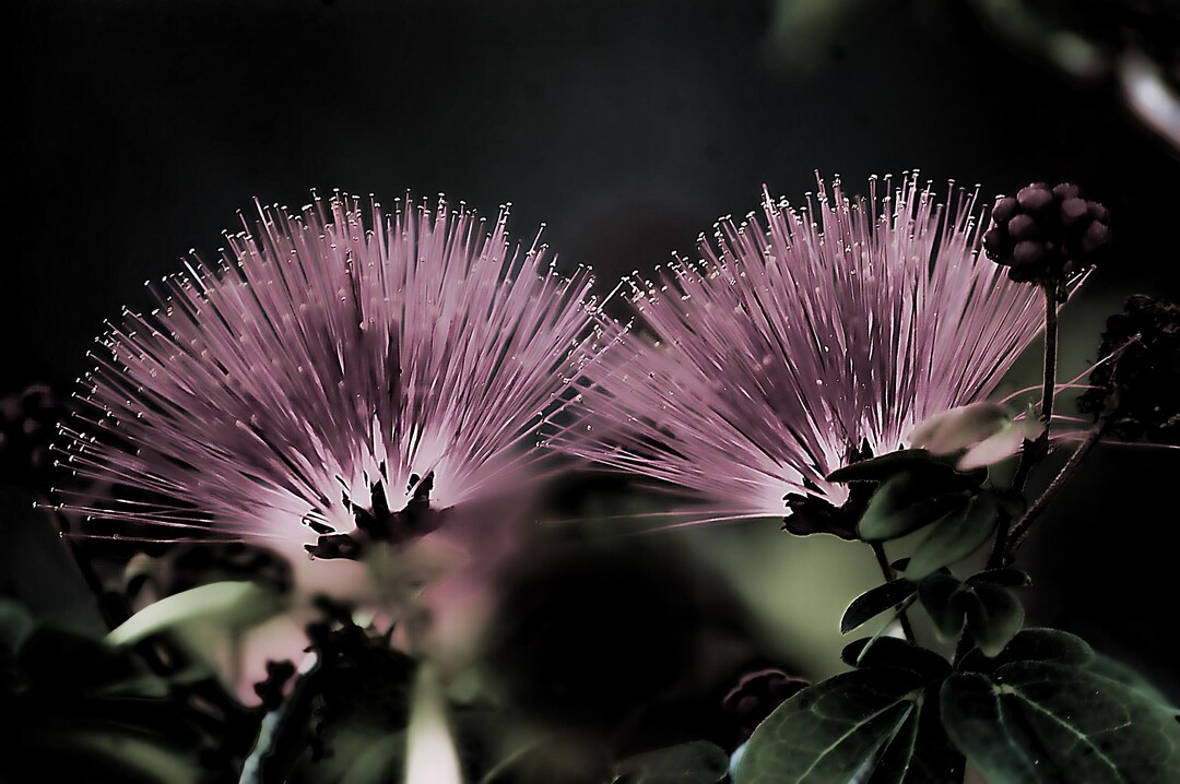 Fiber Optic Bloom - Etsy