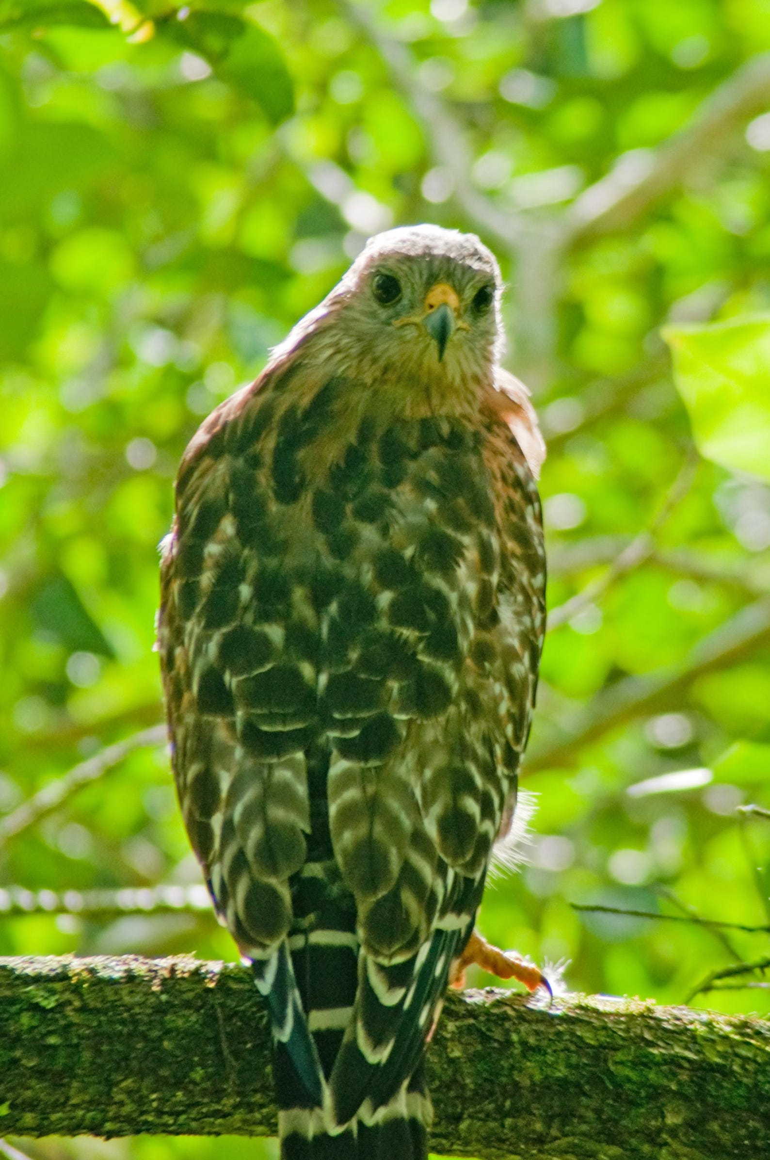 Red Shoulder Hawk Turning His Head Completely Around. - Etsy