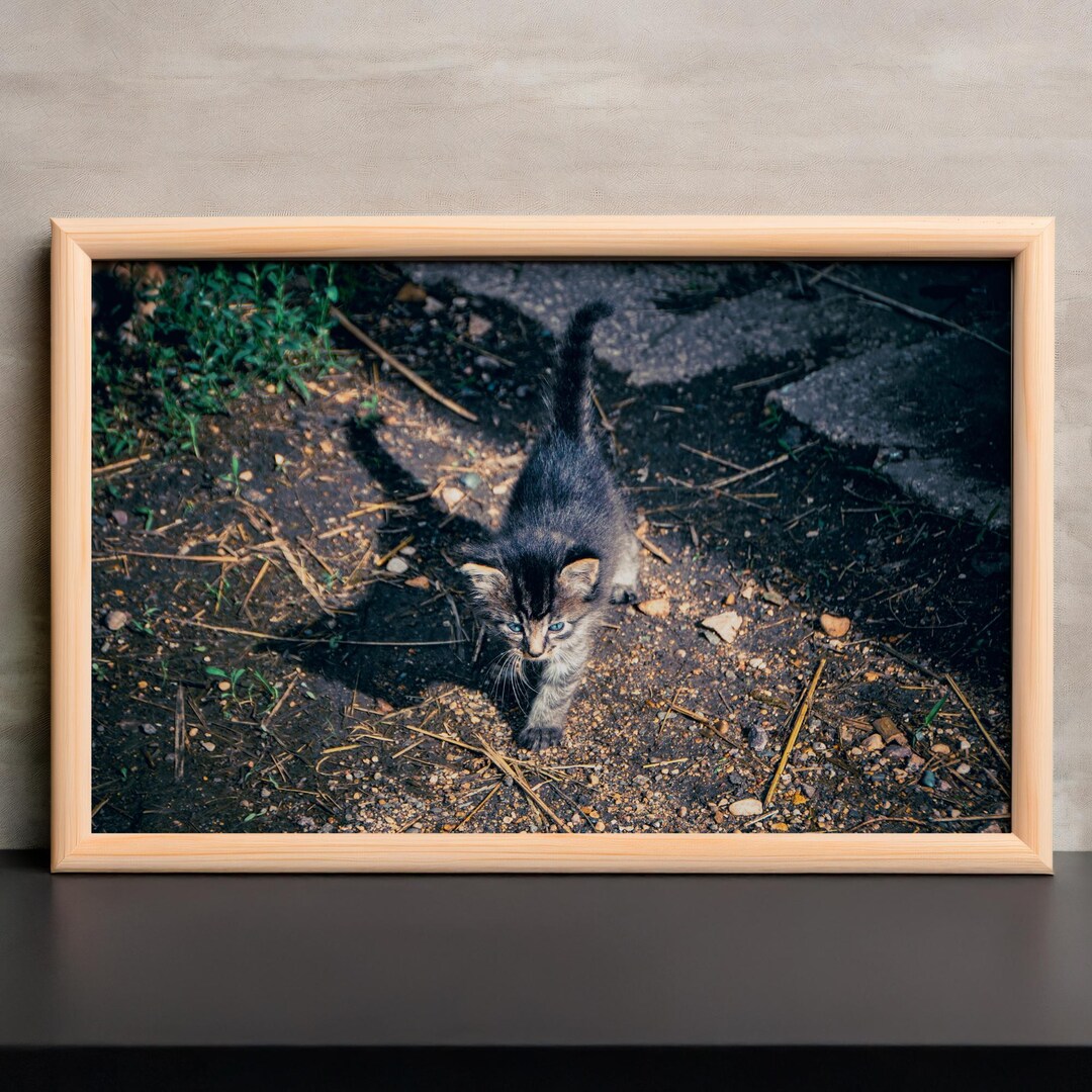 Gray Tabby Cat Digital Print, Photography, Digital Download, Wall Art ...