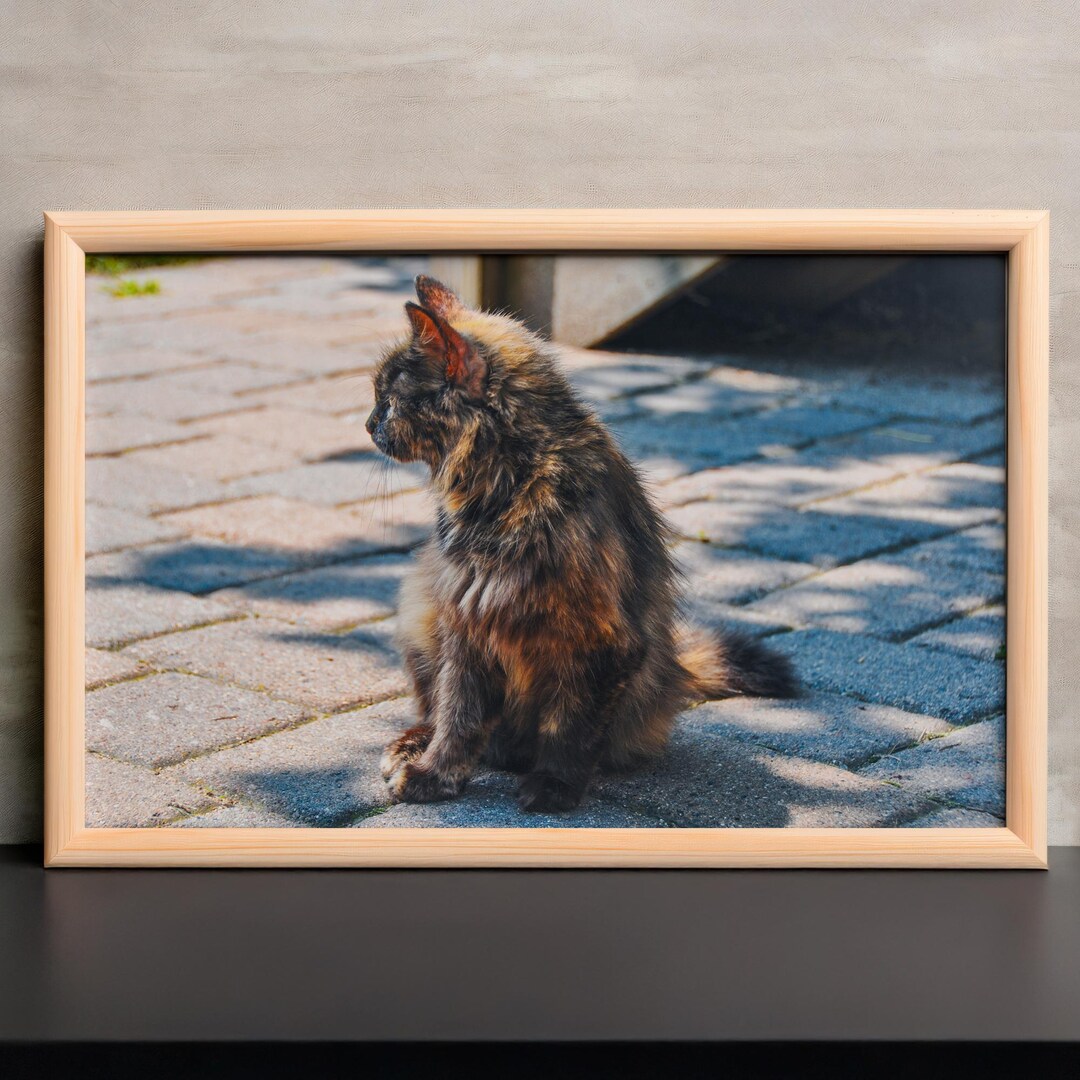 Vibrant Tortoiseshell Cat Digital Print, Digital Download, Photography ...