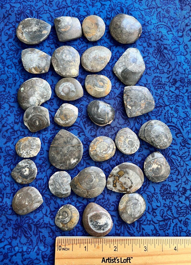 Fossil Ammonite Nodules 29 Pieces Spiral Shells - Etsy