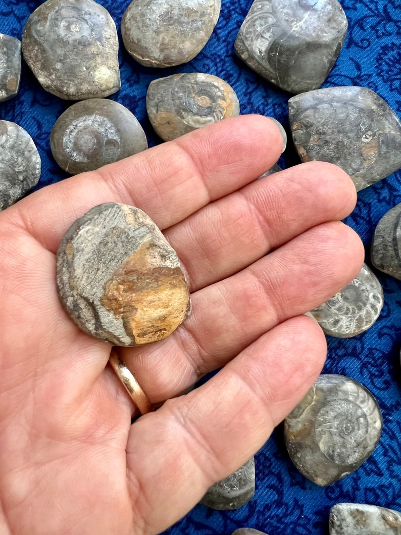 Fossil Ammonite Nodules 29 Pieces Spiral Shells - Etsy