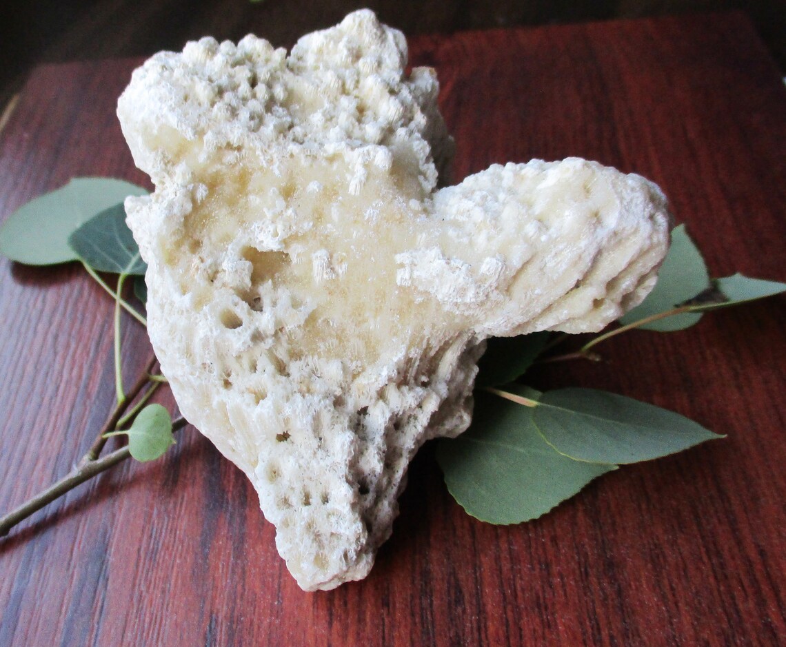 Coral Calcite Coral From Florida Calcified Coral Fossil - Etsy