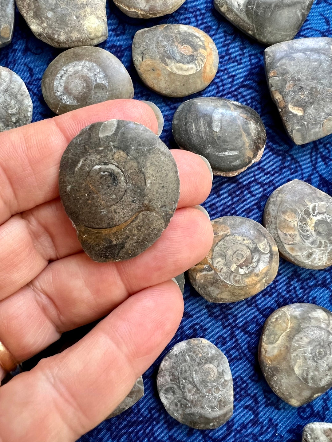 Fossil Ammonite Nodules, 29 Pieces, Spiral Shells - Etsy