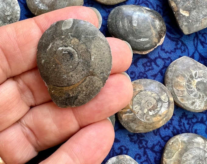 Fossil Ammonite Nodules, 29 Pieces, Spiral Shells - Etsy