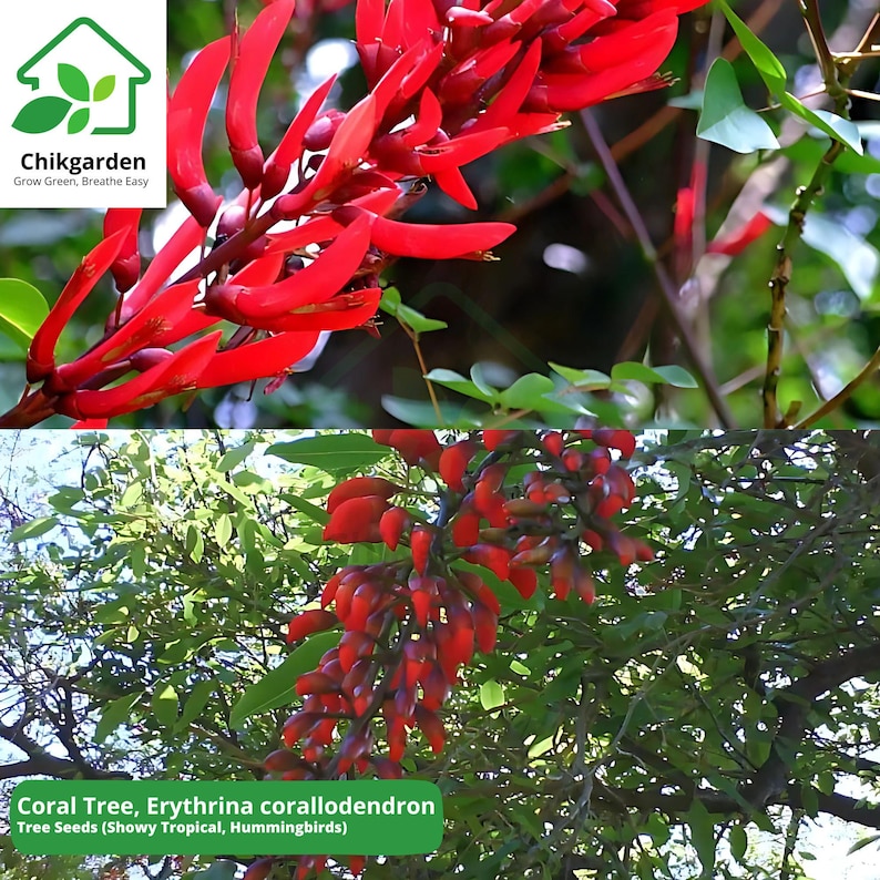 5 Coral Tree Seeds: Exotic Erythrina Corallodendron With Red Flowers - Etsy