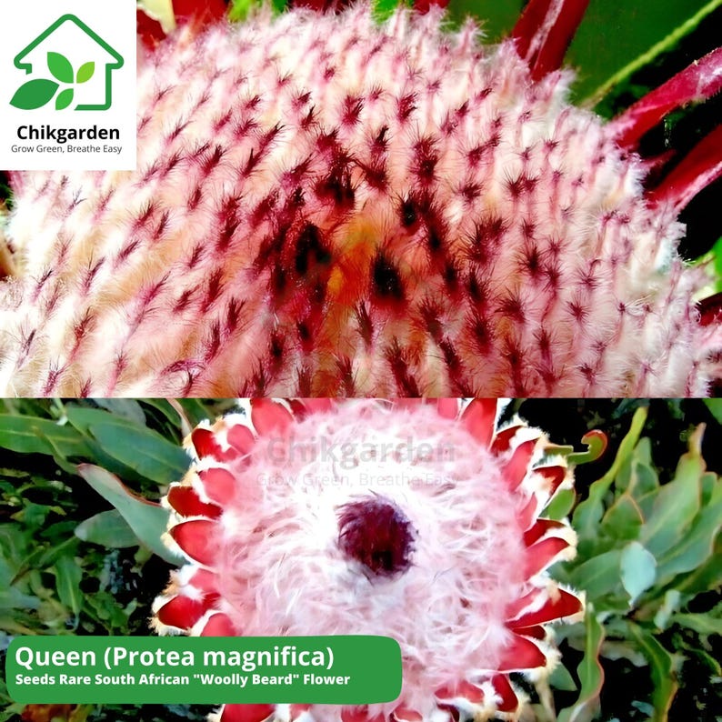 Queen Protea Seeds: Rare South African Woolly Beard Flower - Etsy