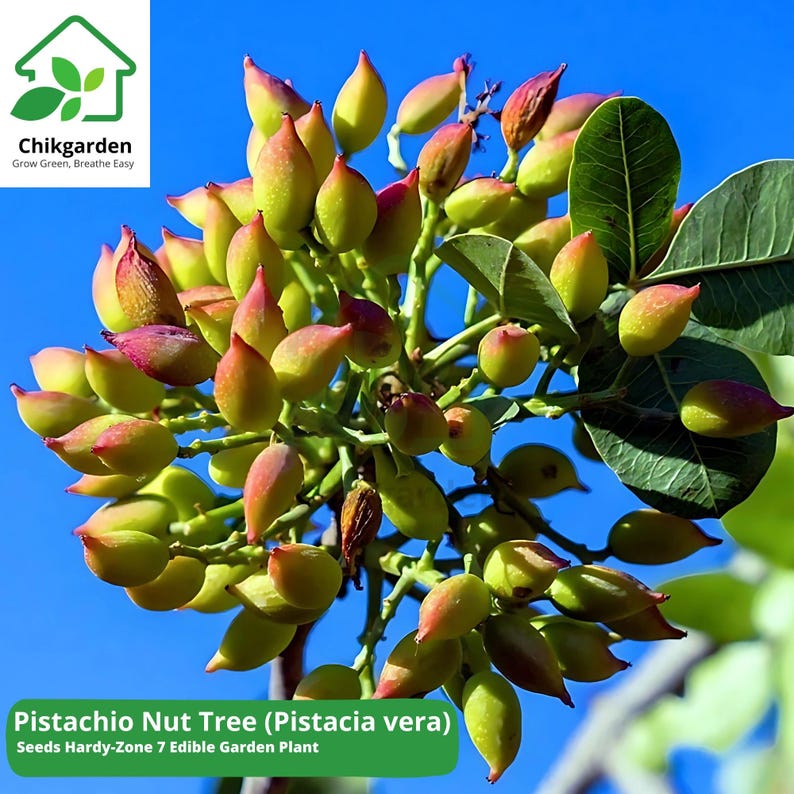 Pistachio Tree Seeds (pistacia Vera): Edible Garden, Hardy Zones 7-11 ...
