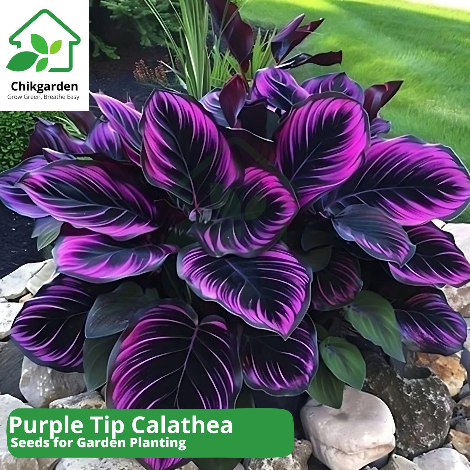 Purple Tip Calathea Seeds: Garden Planting Flower | 25 Seeds - Etsy