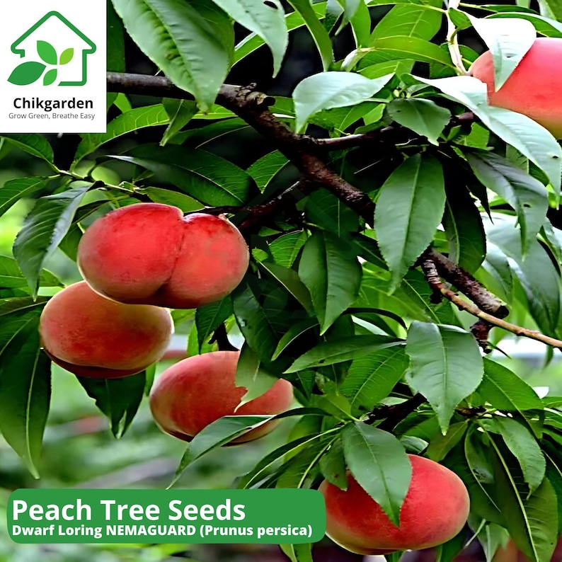Dwarf Peach Tree Seeds: 'loring' Nemaguard, Cold Hardy, Sweet Fruit - Etsy