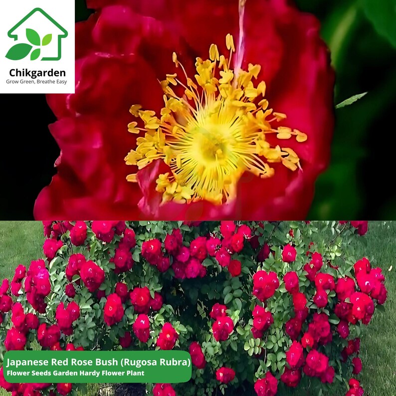Japanese Red Rose Bush Seeds | Rosa Rugosa Rubra | Hardy Perennial ...