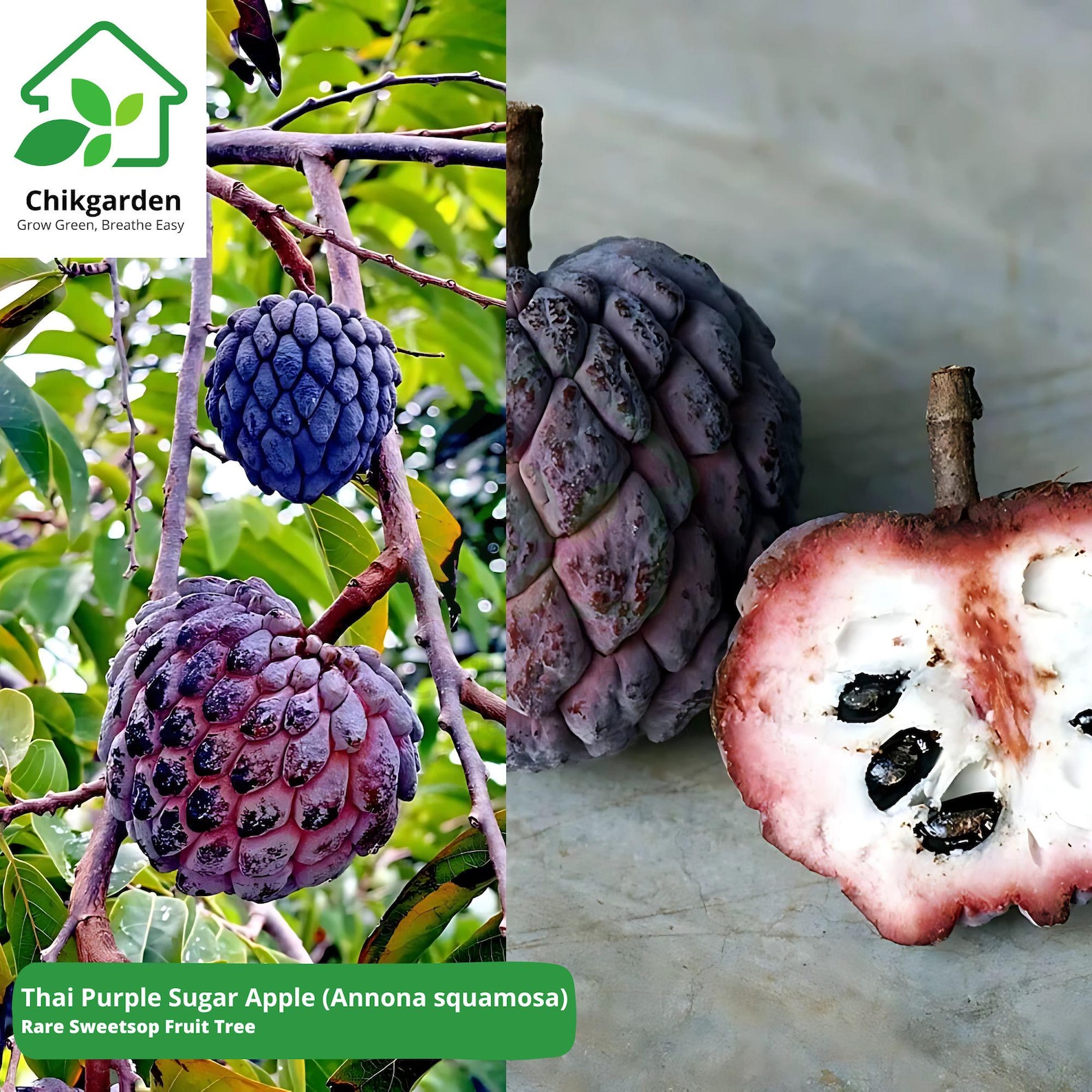 Thai Purple Sugar Apple Seeds – Annona Squamosa – Rare Tropical Fruit ...
