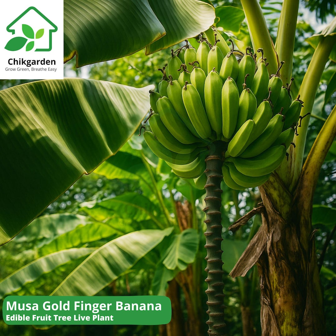 Live Gold Finger Banana Tree: Sweet Tropical Fruit, Disease Resistant ...