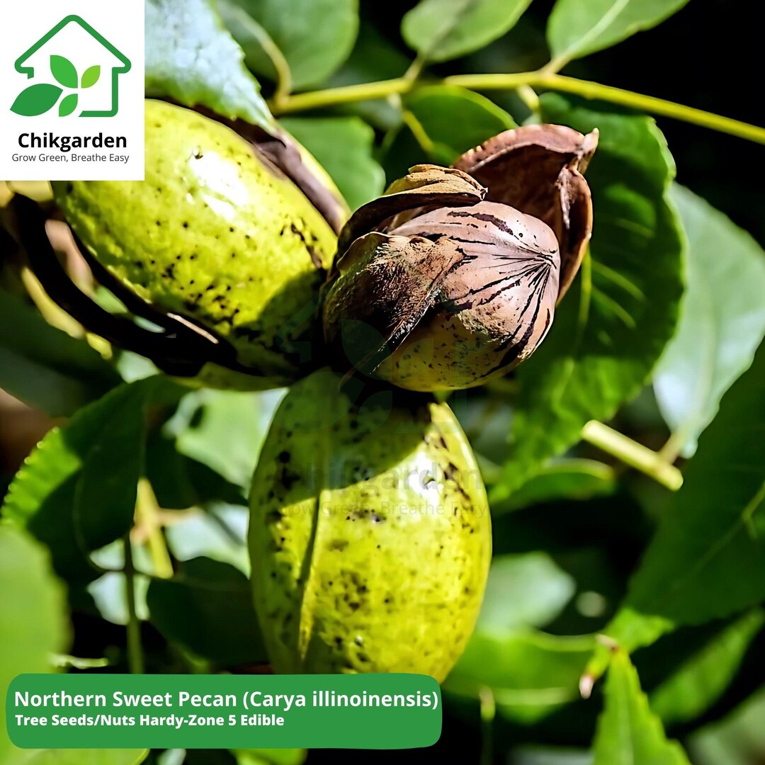 Northern Sweet Pecan Tree Seeds/nuts (carya Illinoinensis) | Hardy ...