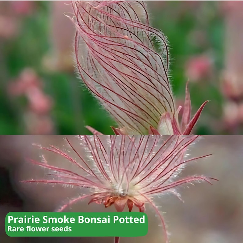 Prairie Smoke Flower Seeds: Geum Triflorum, Rare Wildflower - Etsy