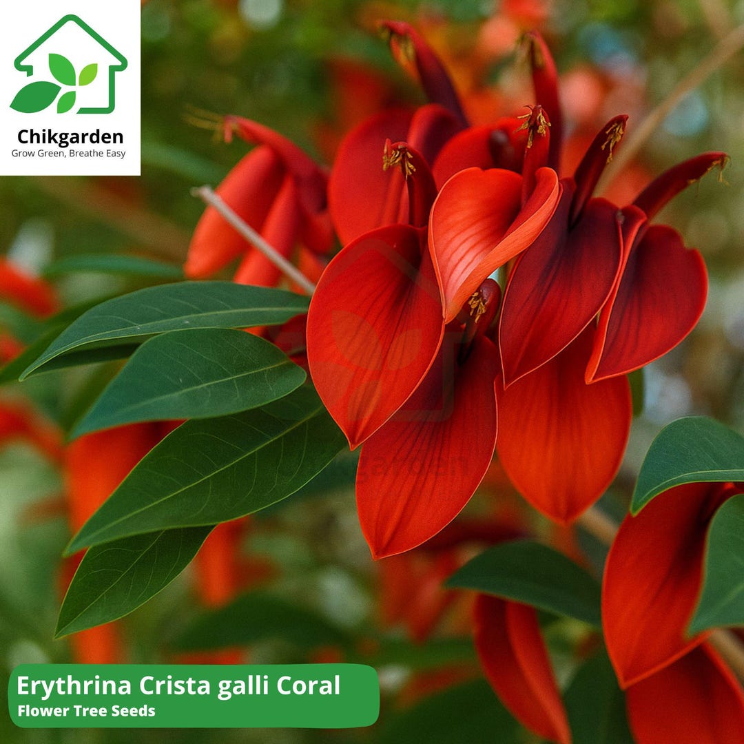 Coral Tree Seeds: Erythrina Crista Galli, Exotic Red Blooms (5 Seeds ...