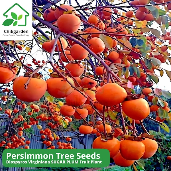 Dwarf Persimmon Tree - Etsy