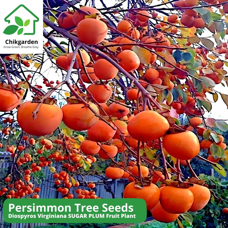 Sugar Plum Persimmon Tree Seeds: Cold Hardy Native Fruit - Etsy