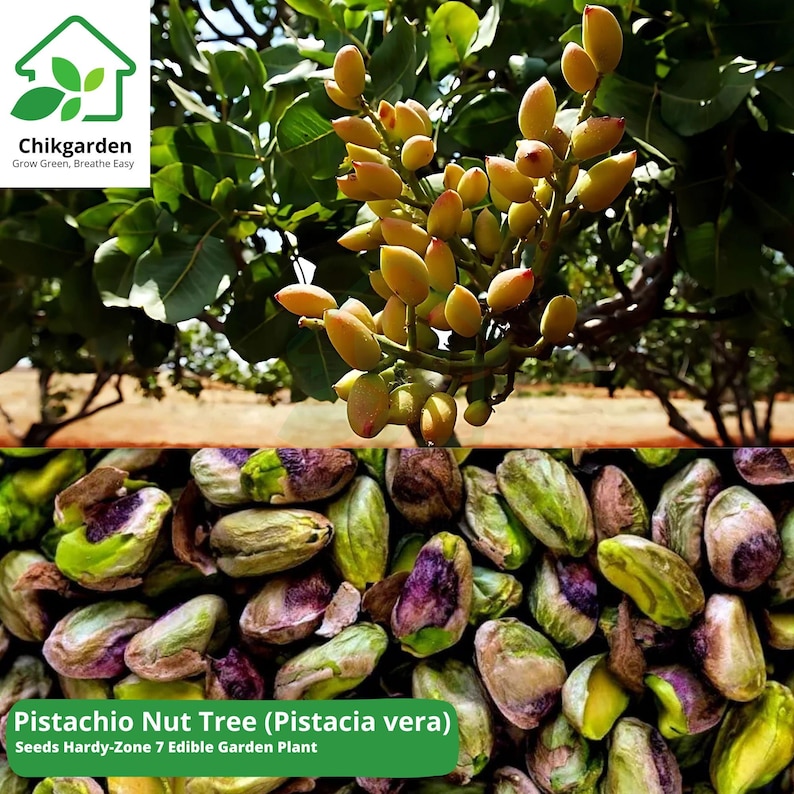 Pistachio Tree Seeds (pistacia Vera): Edible Garden, Hardy Zones 7-11 ...