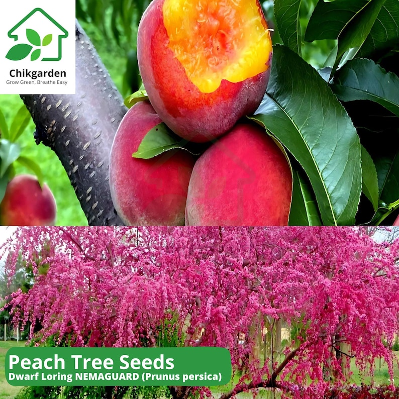 Dwarf Peach Tree Seeds: 'loring' Nemaguard, Cold Hardy, Sweet Fruit - Etsy