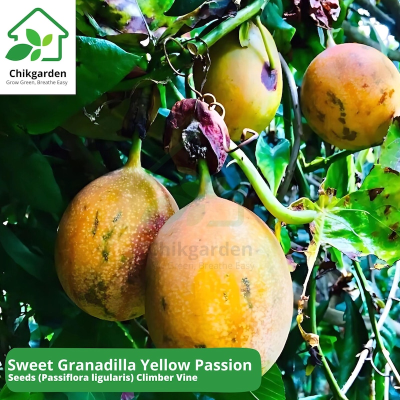 Granadilla - Etsy