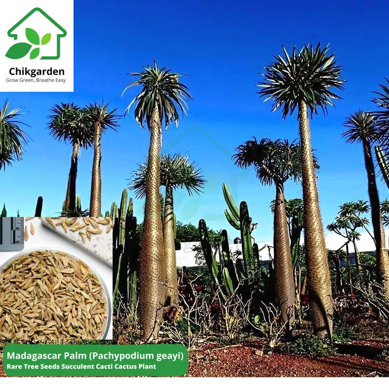 Rare Madagascar Palm Tree Seeds | Pachypodium Geayi | Succulent Cactus ...