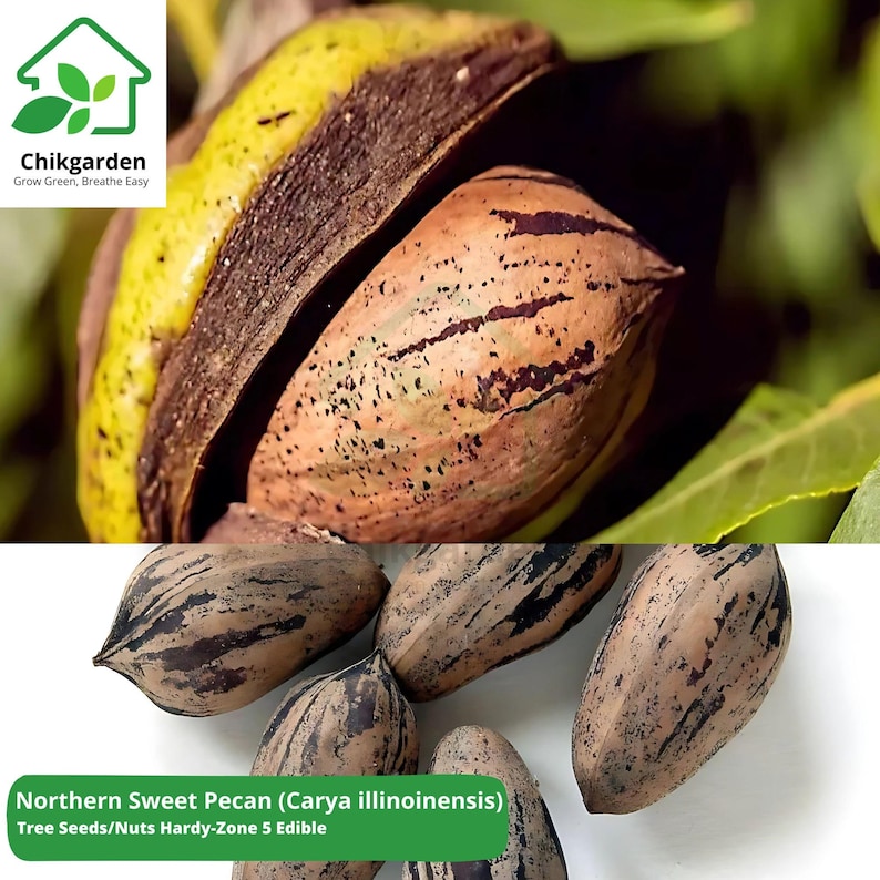 Northern Sweet Pecan Tree Seeds: Cold Hardy Heirloom (zones 5-9) - Etsy