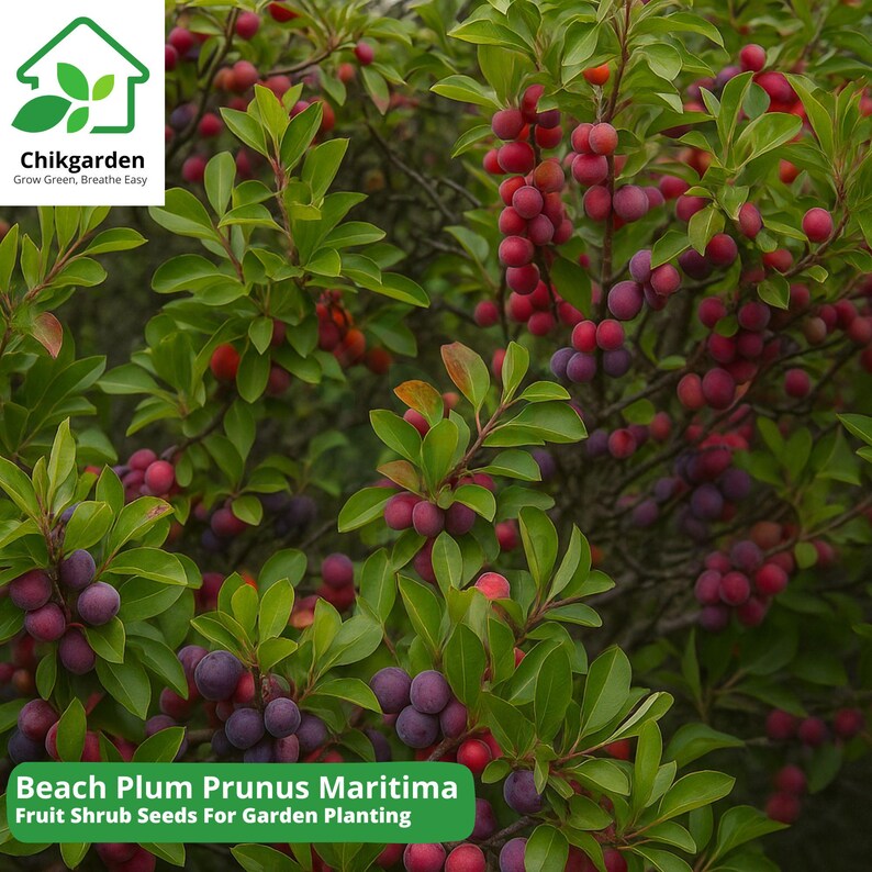 Beach Plum Seeds: Prunus Maritima, Hardy Fruiting Shrub, Edible ...