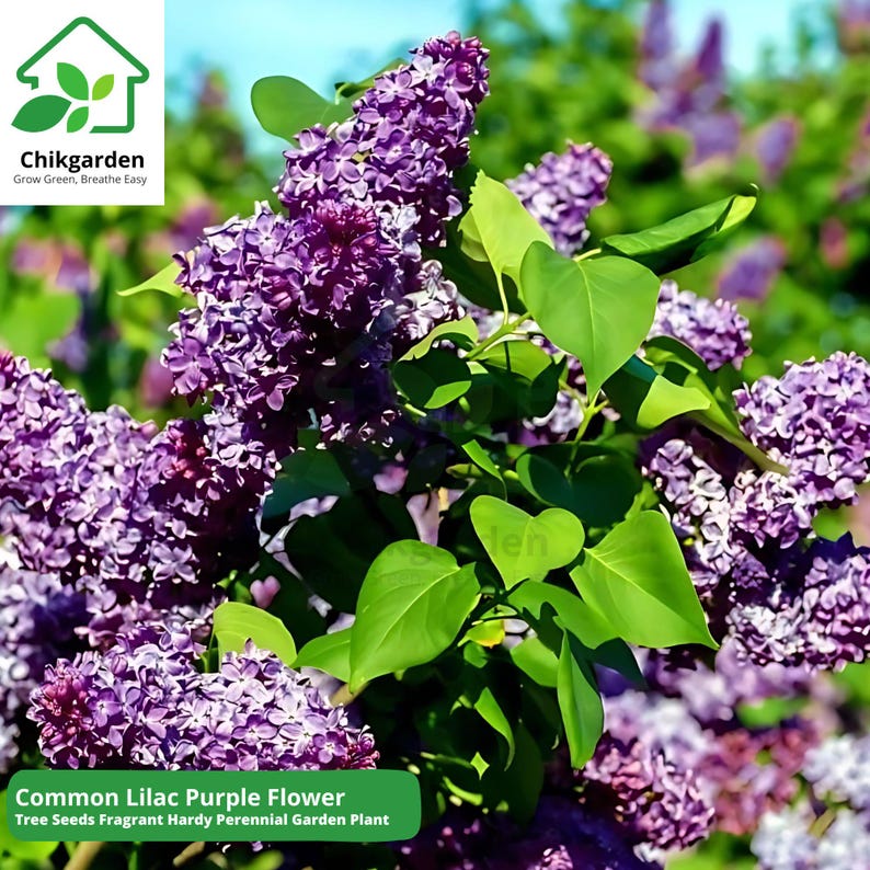 20 Common Lilac (syringa Vulgaris) Seeds – Fragrant, Hardy Shrub for ...