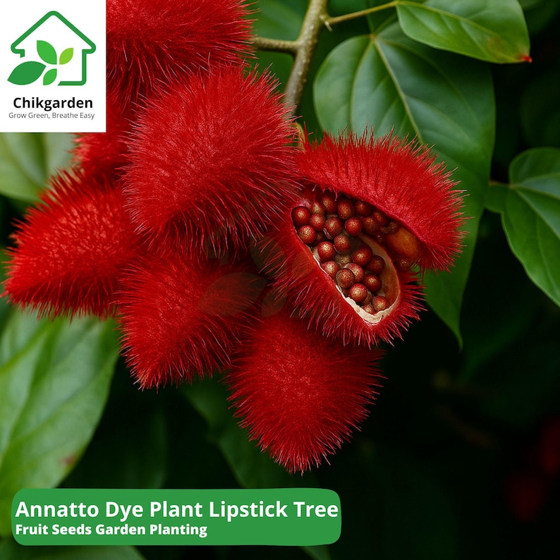 Annatto Dye Plant (bixa Orellana) Seeds: Lipstick Tree, Tropical Pink ...