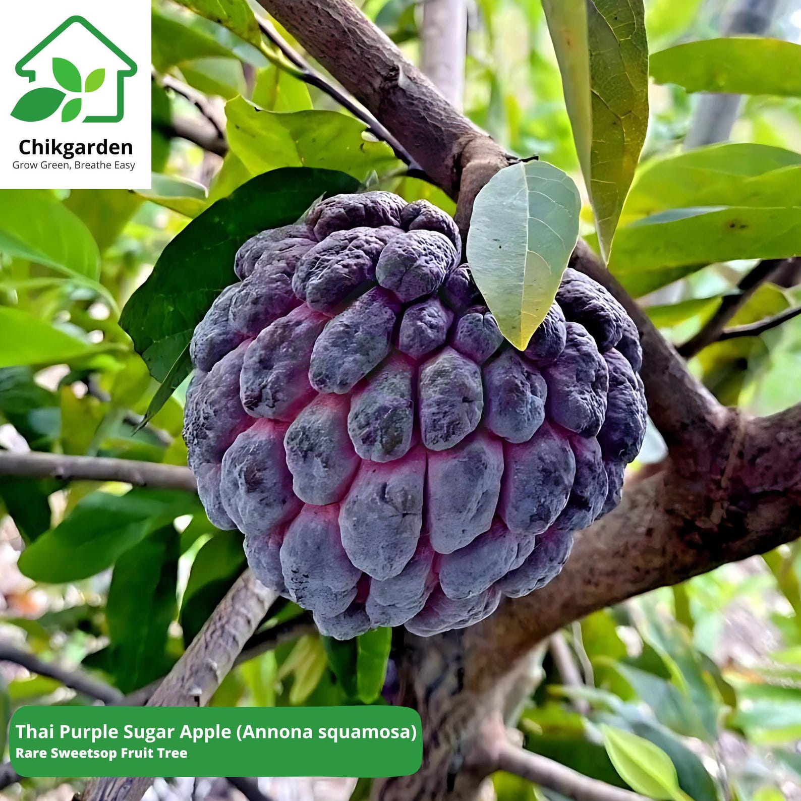 Thai Purple Sugar Apple Seeds – Annona Squamosa – Rare Tropical Fruit ...