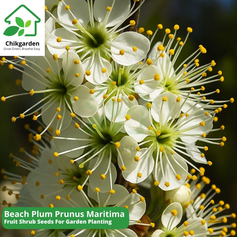 Beach Plum Seeds: Prunus Maritima, Hardy Fruiting Shrub, Edible ...
