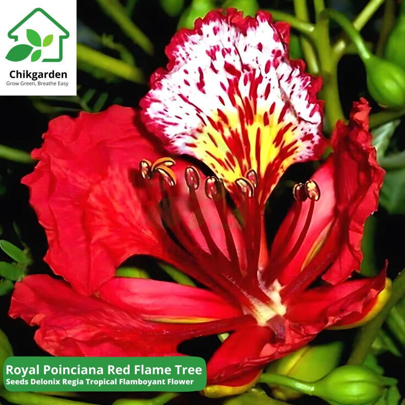 Royal Poinciana Red Flame Tree Seeds: Tropical Ornamental Delonix Regia ...