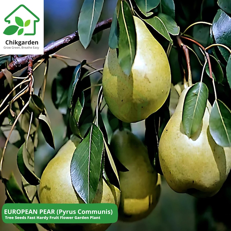 European Pear Tree Seeds: Hardy Fruit Tree With White Blossoms - Etsy
