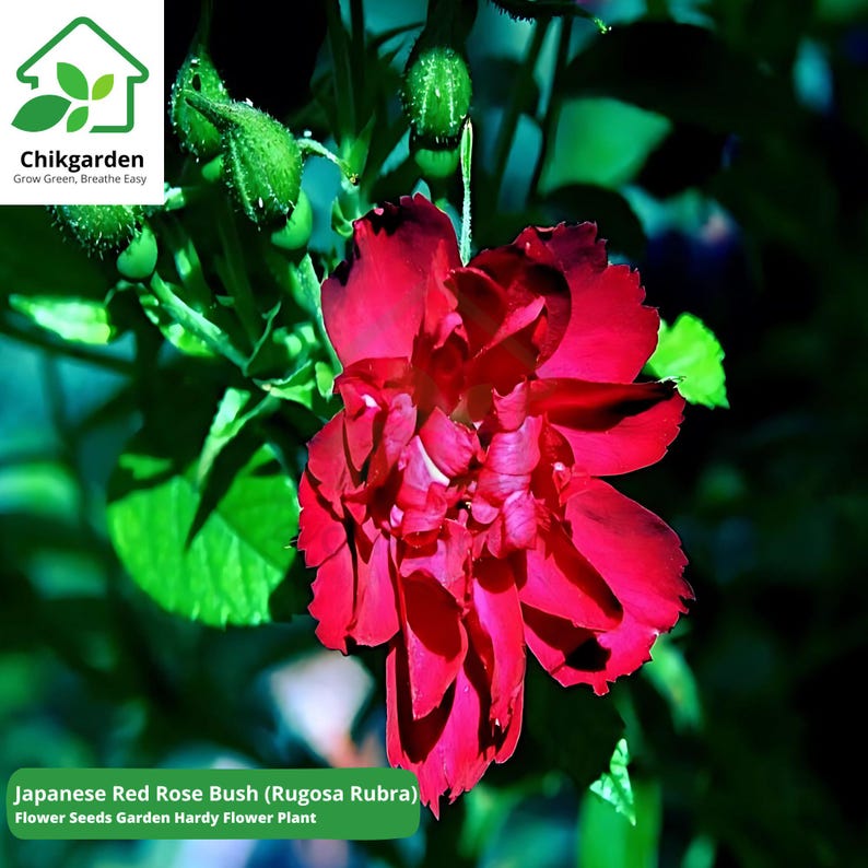 Japanese Red Rose Bush Seeds | Rosa Rugosa Rubra | Hardy Perennial ...