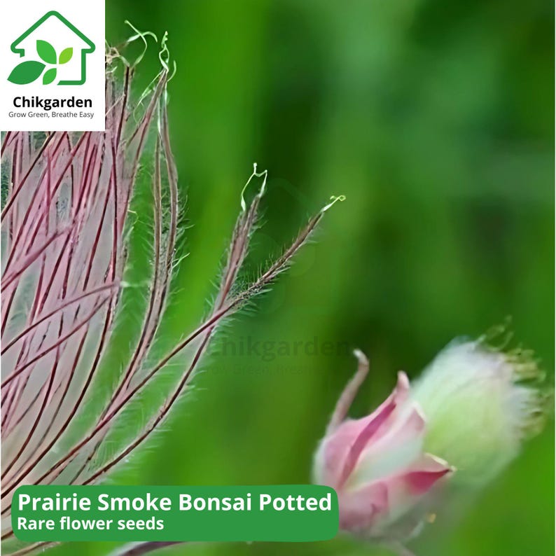 Prairie Smoke Flower Seeds: Geum Triflorum, Rare Wildflower - Etsy