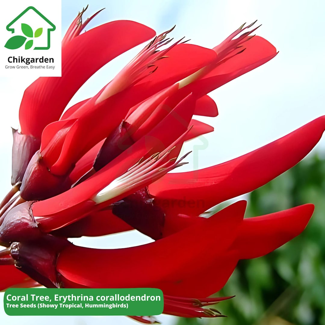 5 Coral Tree Seeds: Exotic Erythrina Corallodendron With Red Flowers - Etsy