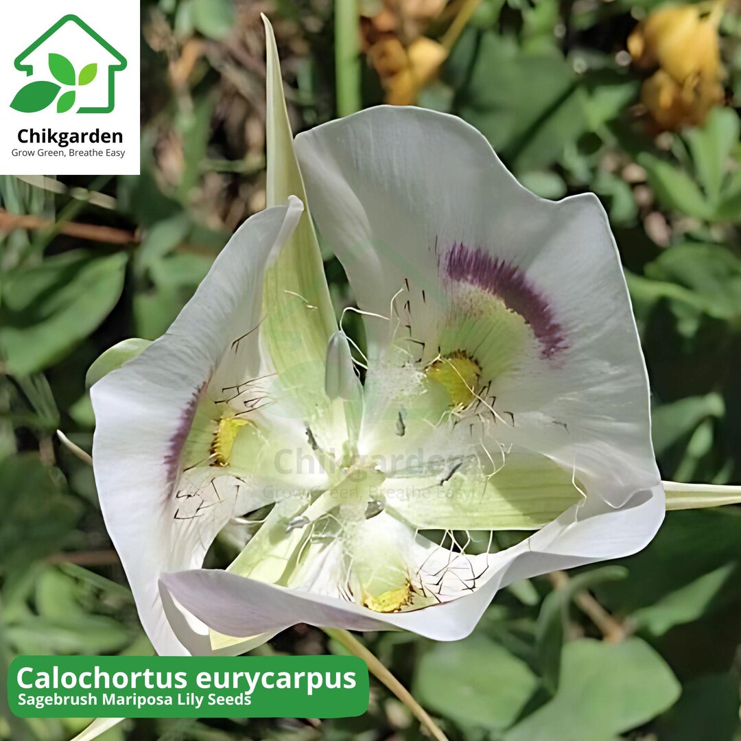Calochortus Eurycarpus Seeds, Sagebrush Mariposa Lily Wildflower ...