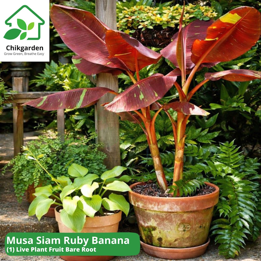 Musa Siam Ruby Banana (1) Live Plant: Tropical Fruit, Ruby Red Foliage ...